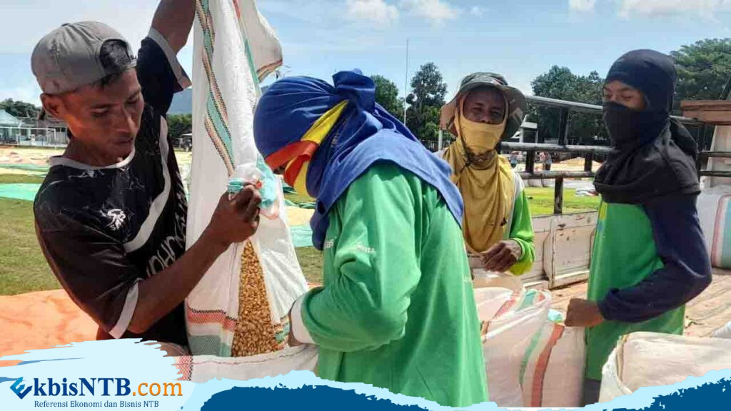 Dikeluhkan Petani – Panen Melimpah, Harga Jagung Tak Sesuai HPP | EkbisNTB.com