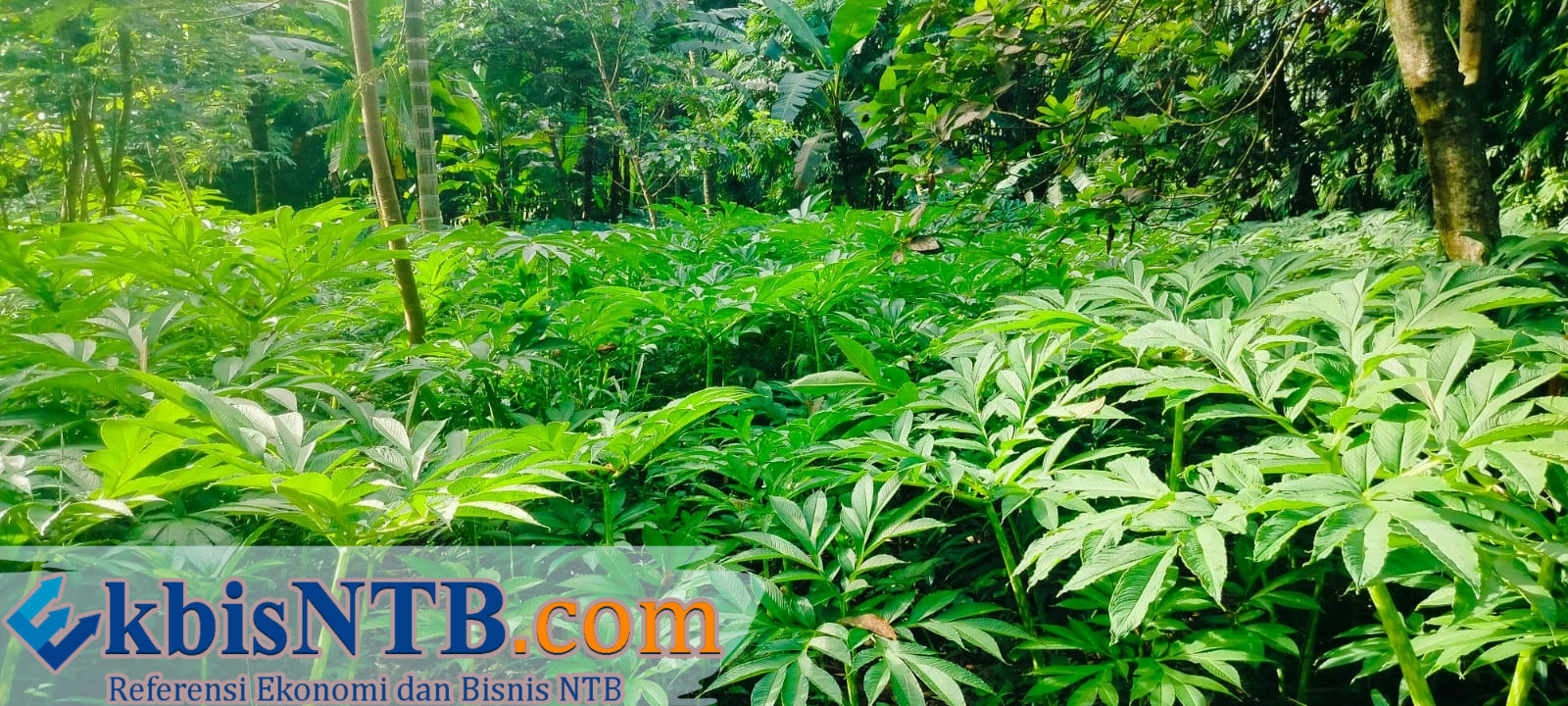 Harga Porang di Lotim Tembus Rp9.000 per Kilogram | EkbisNTB.com